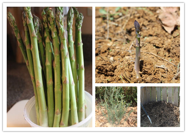 DIY Greenhouse Plans | DIY Tag