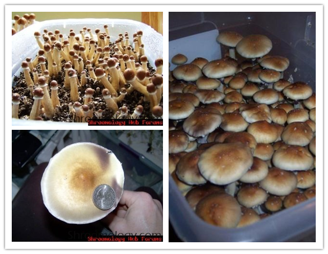 How to grow mushroom at home | DIY Tag